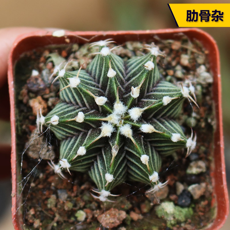 Artificial Rib Peony Mixed Cactus Flowering Angular Ground Flower ...