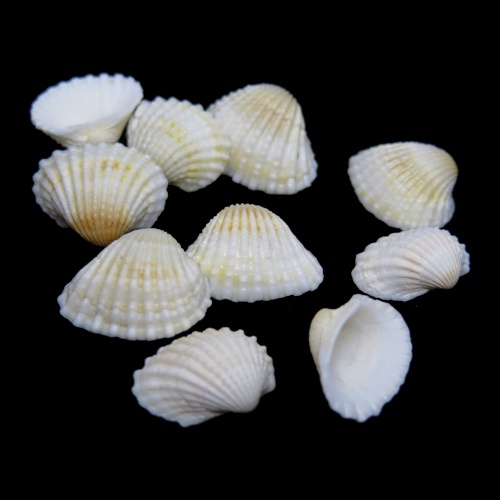 Cockle off-white Seashell 60 pcs - Natural SeaShells Heart Cockles ...