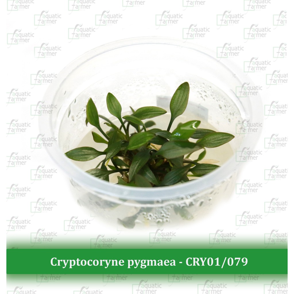 Cryptocoryne pygmaea Live Aquatic Tissue Culture Plants by Aquatic ...