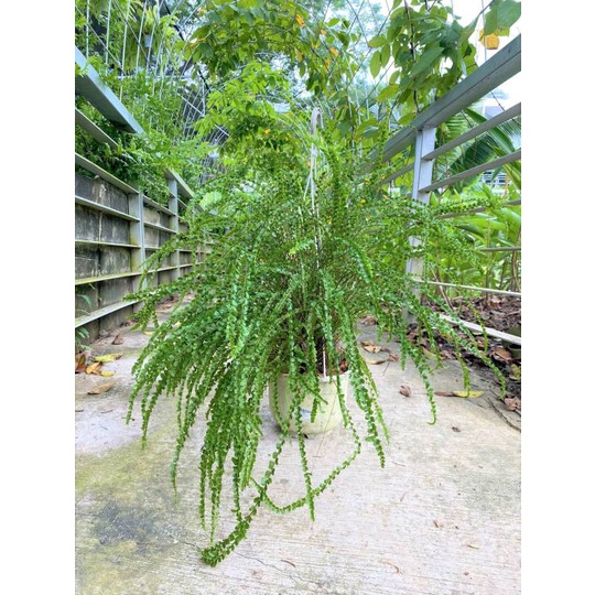 Button fern - Nephrolepis cordifolia 'Duffii' - Ornamental Foliage ...