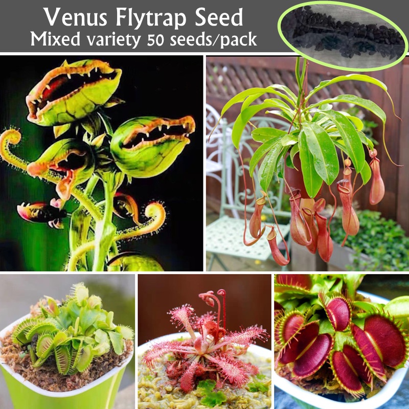 50seeds Mixed Variety Venus Flytrap Seed for Planting High Germination Carnivorous Plants Seed ...