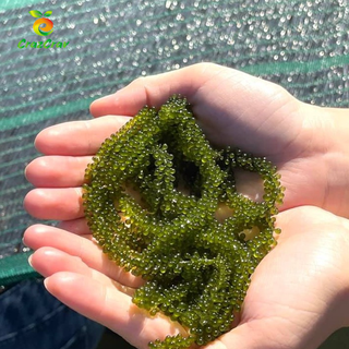 100g SEAGRAPES- LATOK - GREEN CAVIAR - SEA GRAPES - UMIBUDO - AROSEP ...