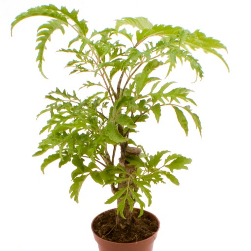 Fern-Leaf Aralia, Polyscias filicifolia, with beautiful frilly leaves ...