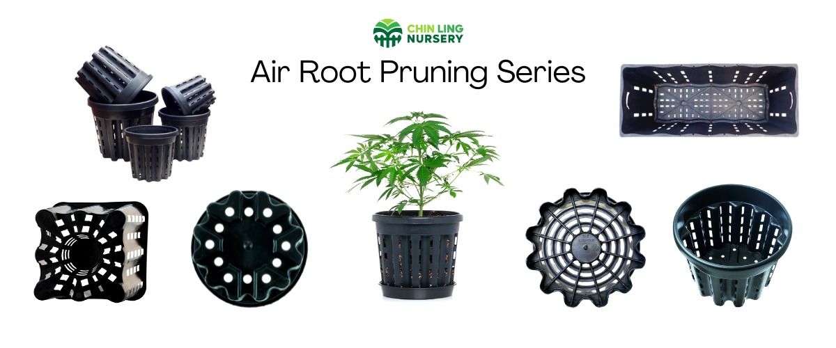 Chin Ling Nursery, Online Shop Oct 2022 | Shopee Singapore