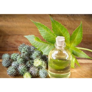 100% Original 10-15pcs/Bag Two Colors Ricini Semen Seeds for Planting ...