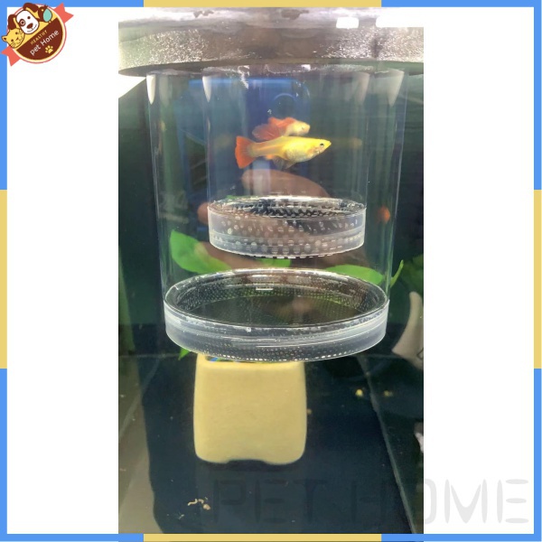 Aquarium fry culture isolation box culture tank Guppy Floating ...
