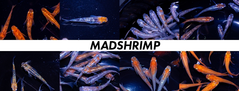 MADSHRIMP, Online Shop | Shopee Singapore