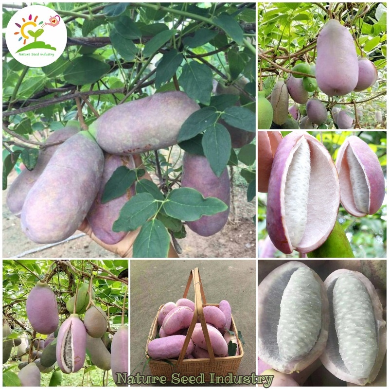 50 pcs Seeds/pack August Melon Seeds Bonsai fruit Tree Seeds Potted Seeds Live Plants Indoor ...