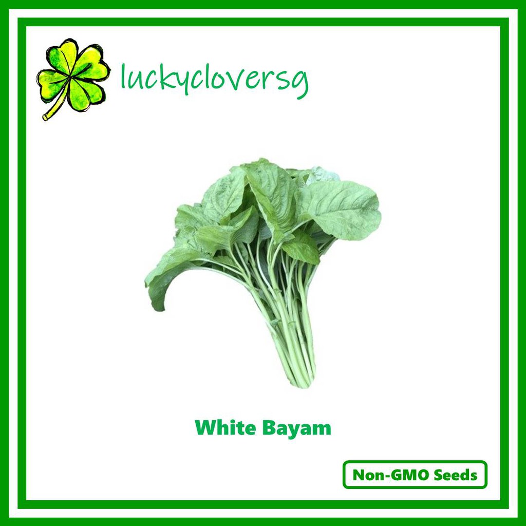 Local White Bayam Spinach - *Seeds from SG* | Shopee Singapore