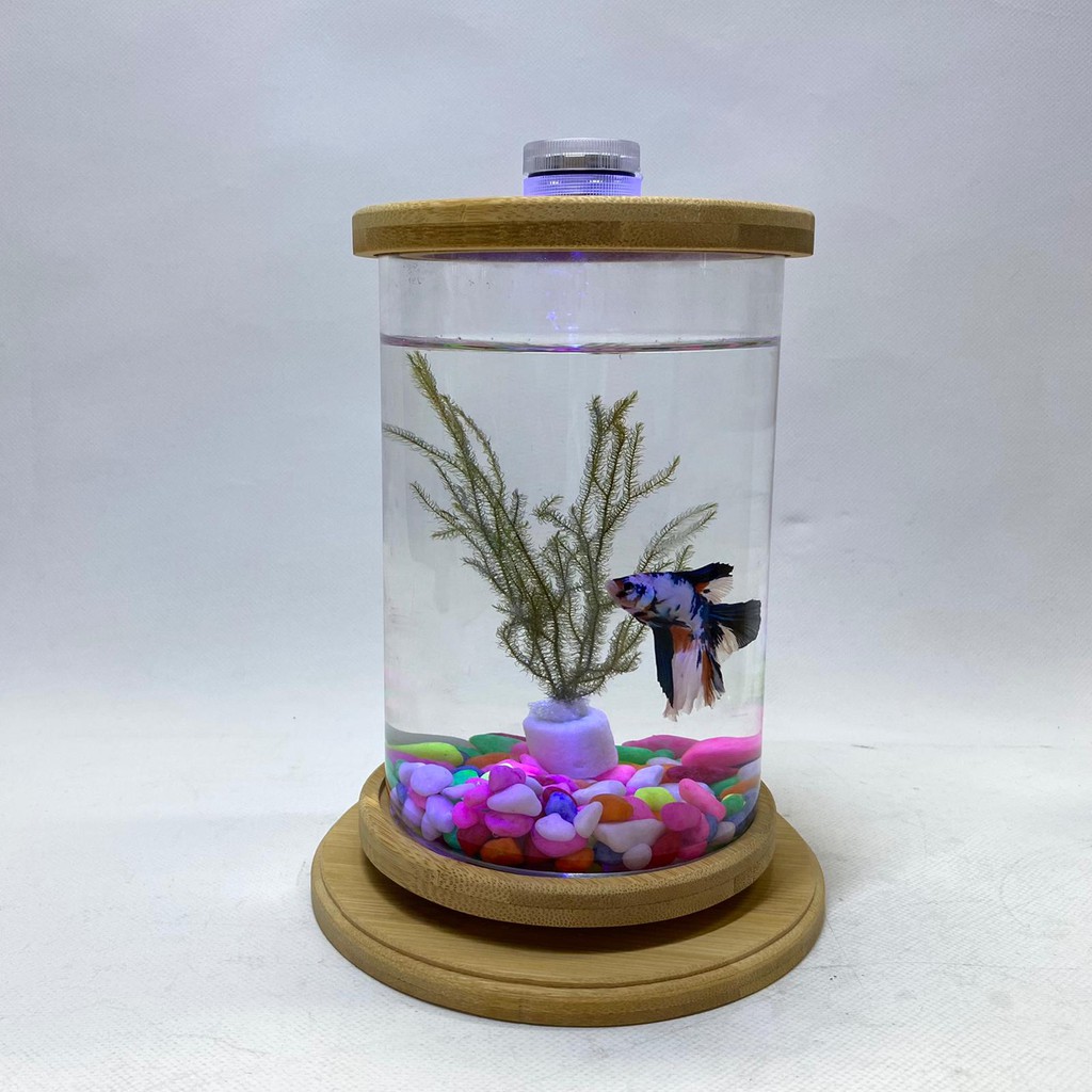 **Ready Sg Stock**TABLE TOP FISH TANK ROUND SHAPED with Light(14.5CM ...