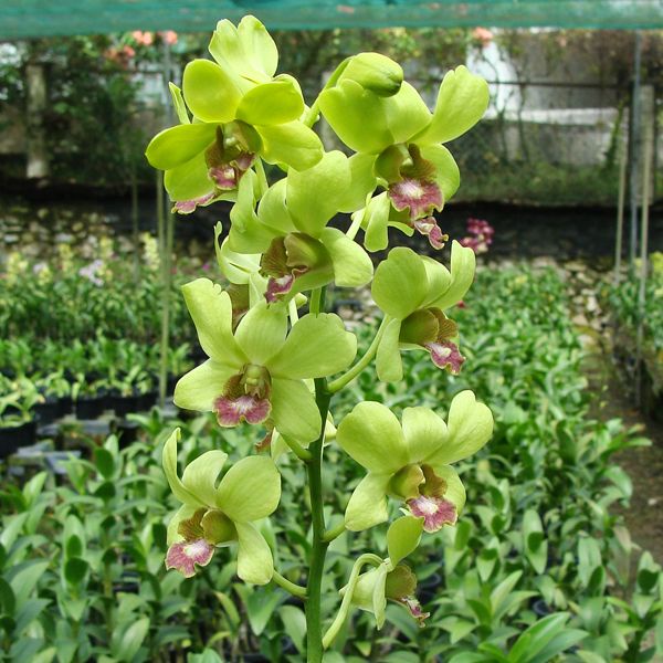 Dendrobium Orchid Green Flower Plant - Fresh Gardening Indoor Plant ...