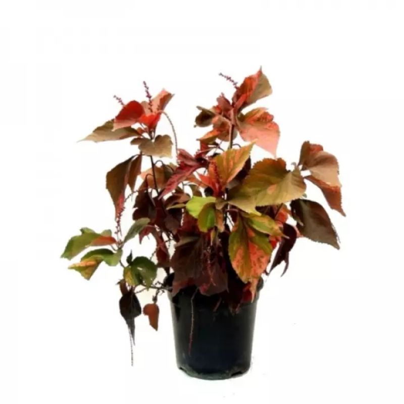 Copper leaf plant | Acalypha wilkesiana potted plant - brilliant leaves ...
