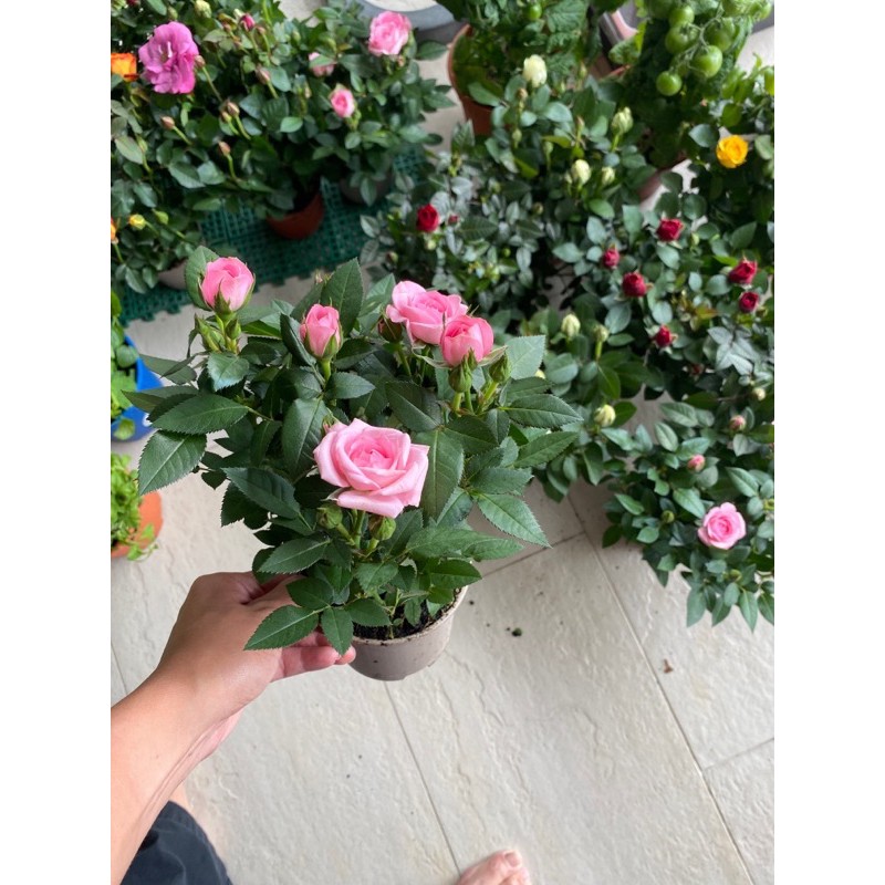 Mini Dwarf Rose Plant potted | Shopee Singapore