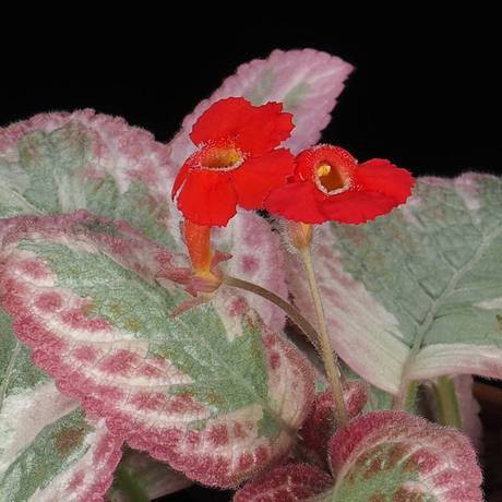 Episcia cleopatra , Cleopatra Flame Violet (0.10cmH) | Shopee Singapore