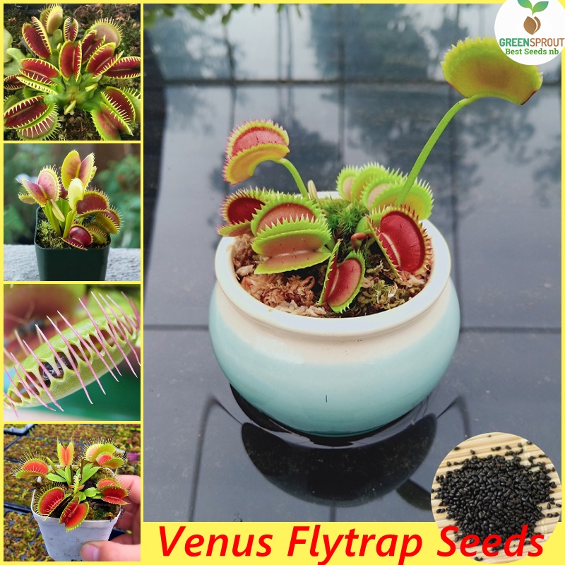 [100% Original Seed] Venus Flytrap Flower Seeds Funny Carnivorous Plants (50 seeds/pack) Bonsai ...