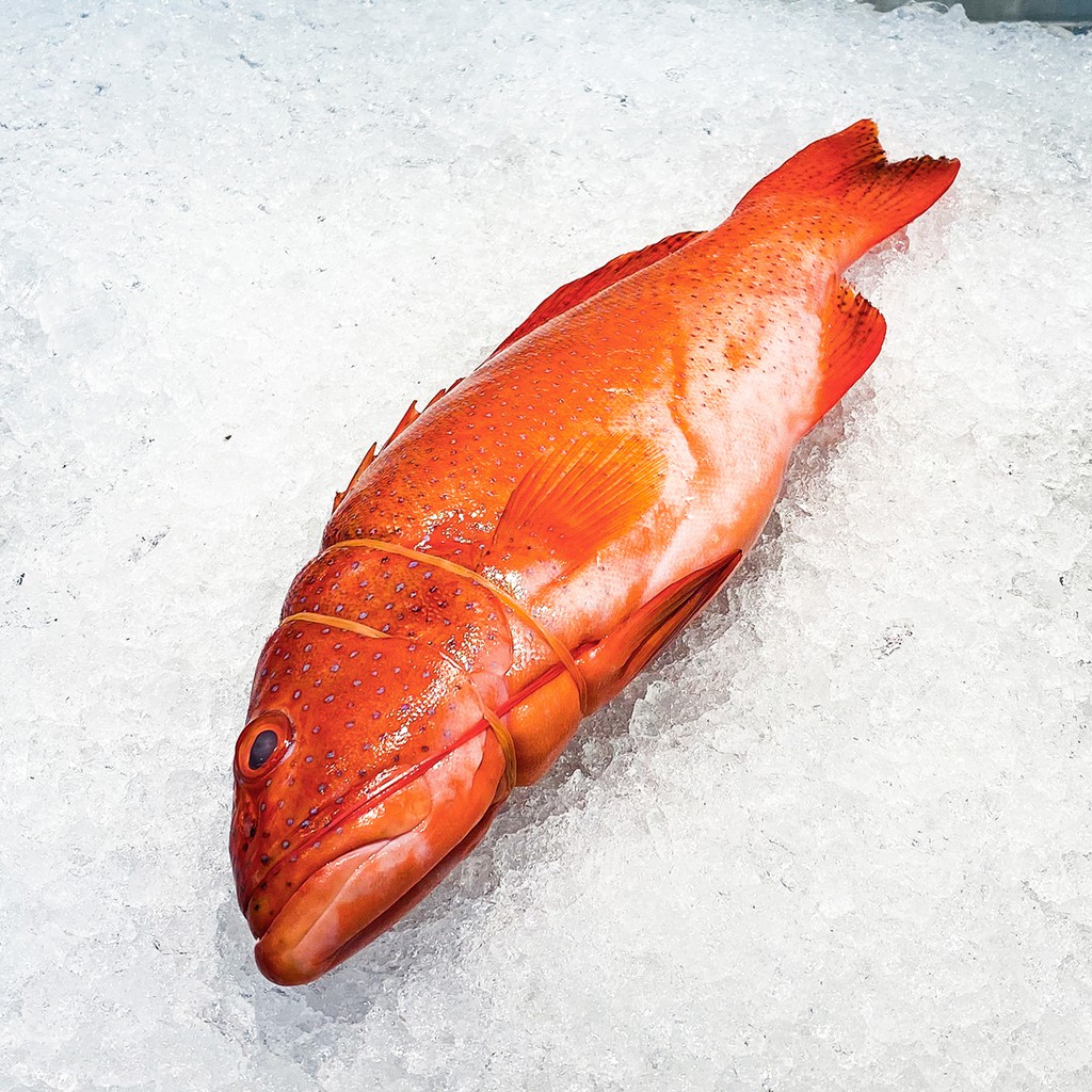 [Fresh] Red Grouper Whole [Approx 700G] | Shopee Singapore