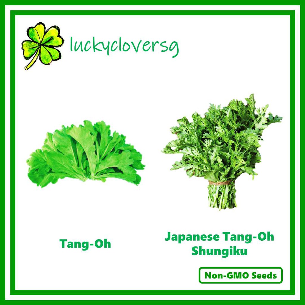 Tang-oh / Garland Chrysanthemum / Shungiku / Syungiku / Tang Oh ...