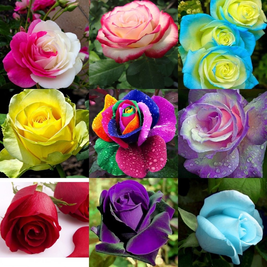 Rainbow Rose Holland Gorgeous Rare Flower Seeds Mixed Variety 100pcs ...
