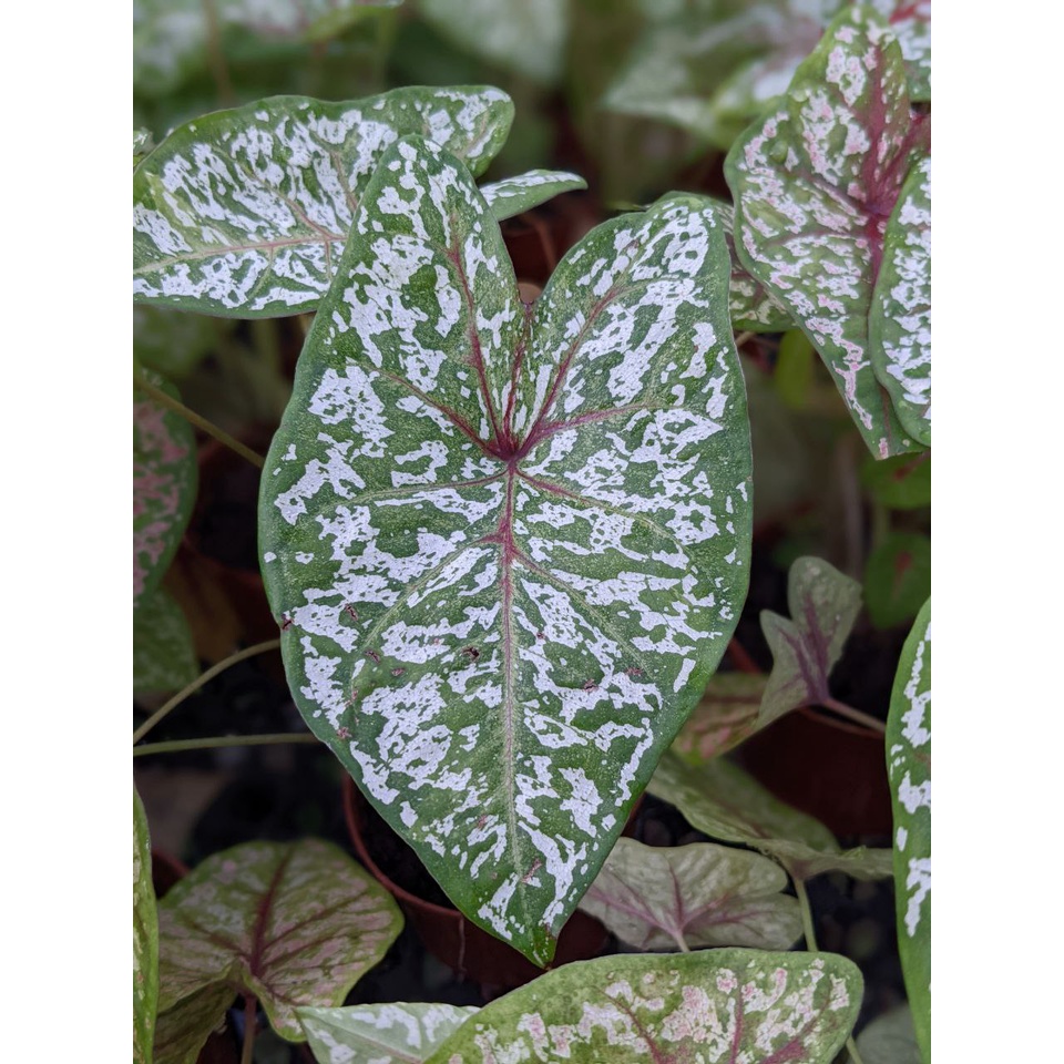 Caladium White Splatter - Beautiful, Multi-Colour Easy Care House Plant ...