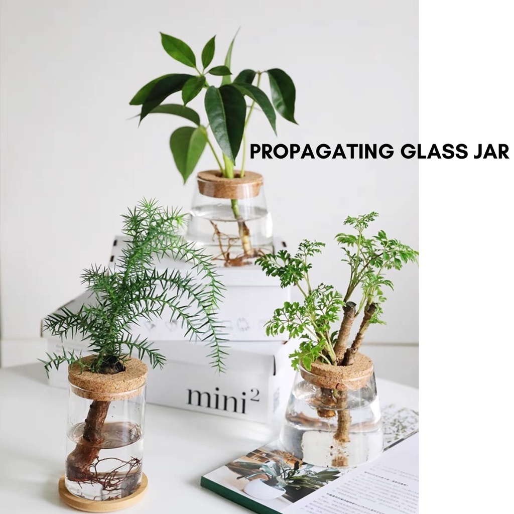 Plant Propagating Glass Jar | Propagate Root Plants | Plant Lovers ...