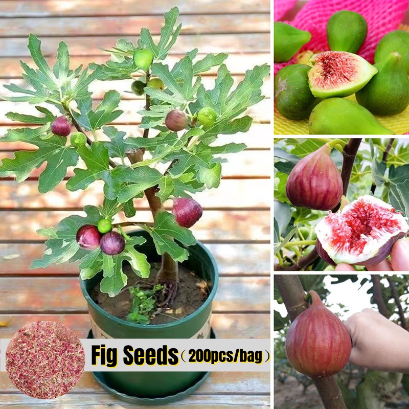[Easy To Grow In Singapore] 200pcs Fig Seed Tropical Ficus Carica Seeds ...
