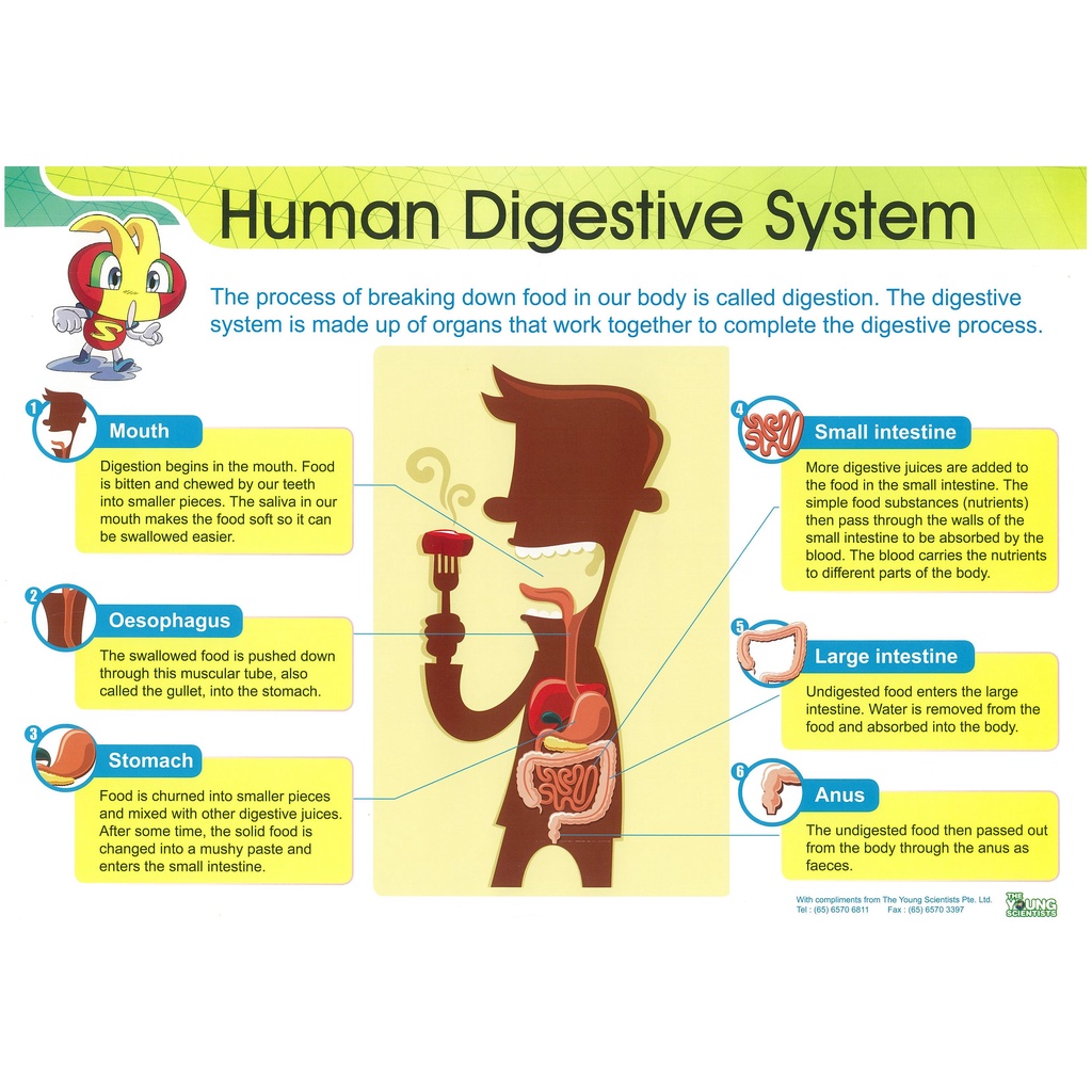 Young Scientists Syllabus poster - Human Digestive System | Shopee ...