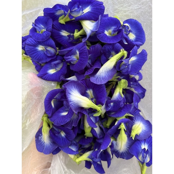 100% fresh blue pea 50 pcs flowers edible for salads cake topper ...