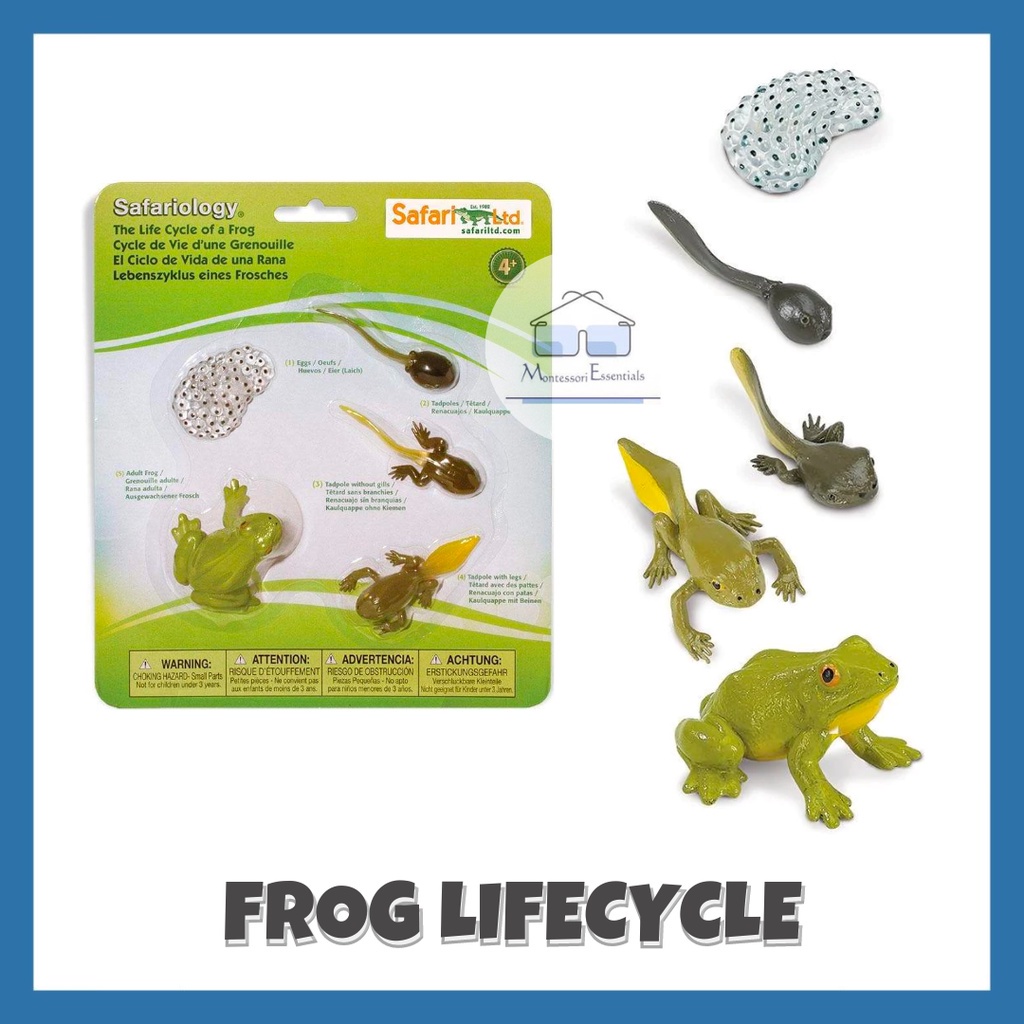 Safari: Frog Life Cycle | Shopee Singapore