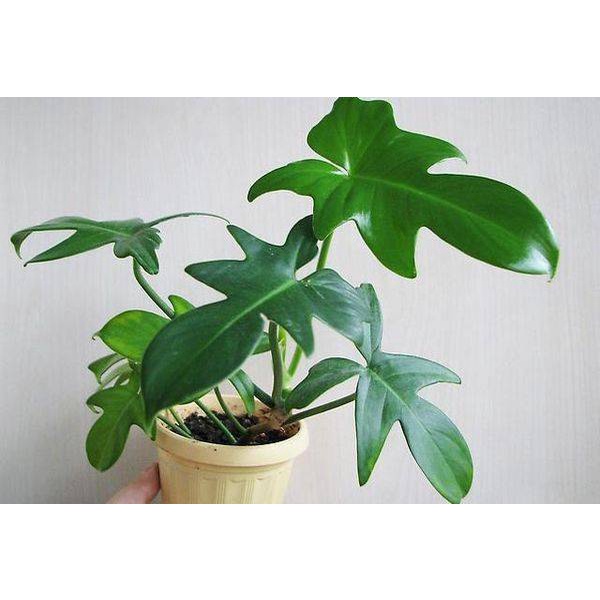 Philodendron Rudolph Plant - Fresh Gardening Indoor Plant Outdoor ...