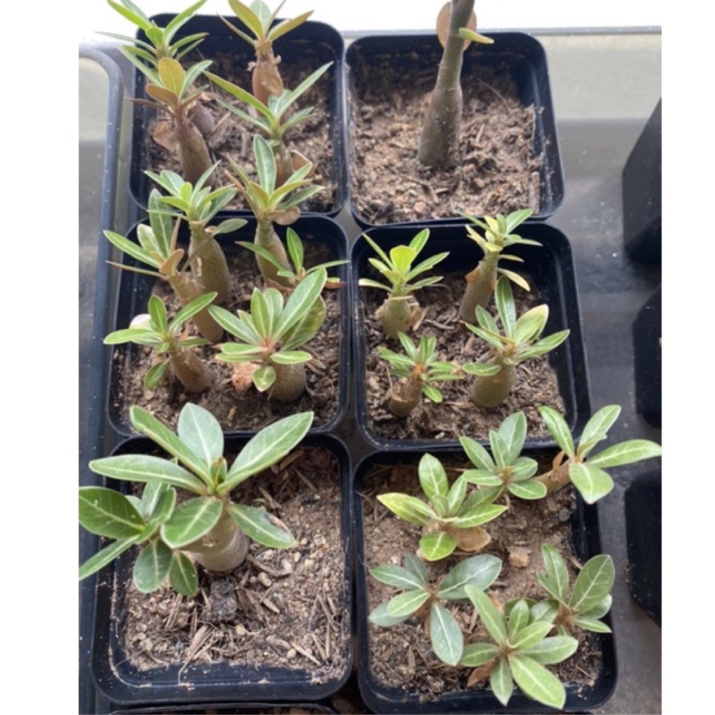 Adenium obesum seedlings (4 pcs) | Shopee Singapore