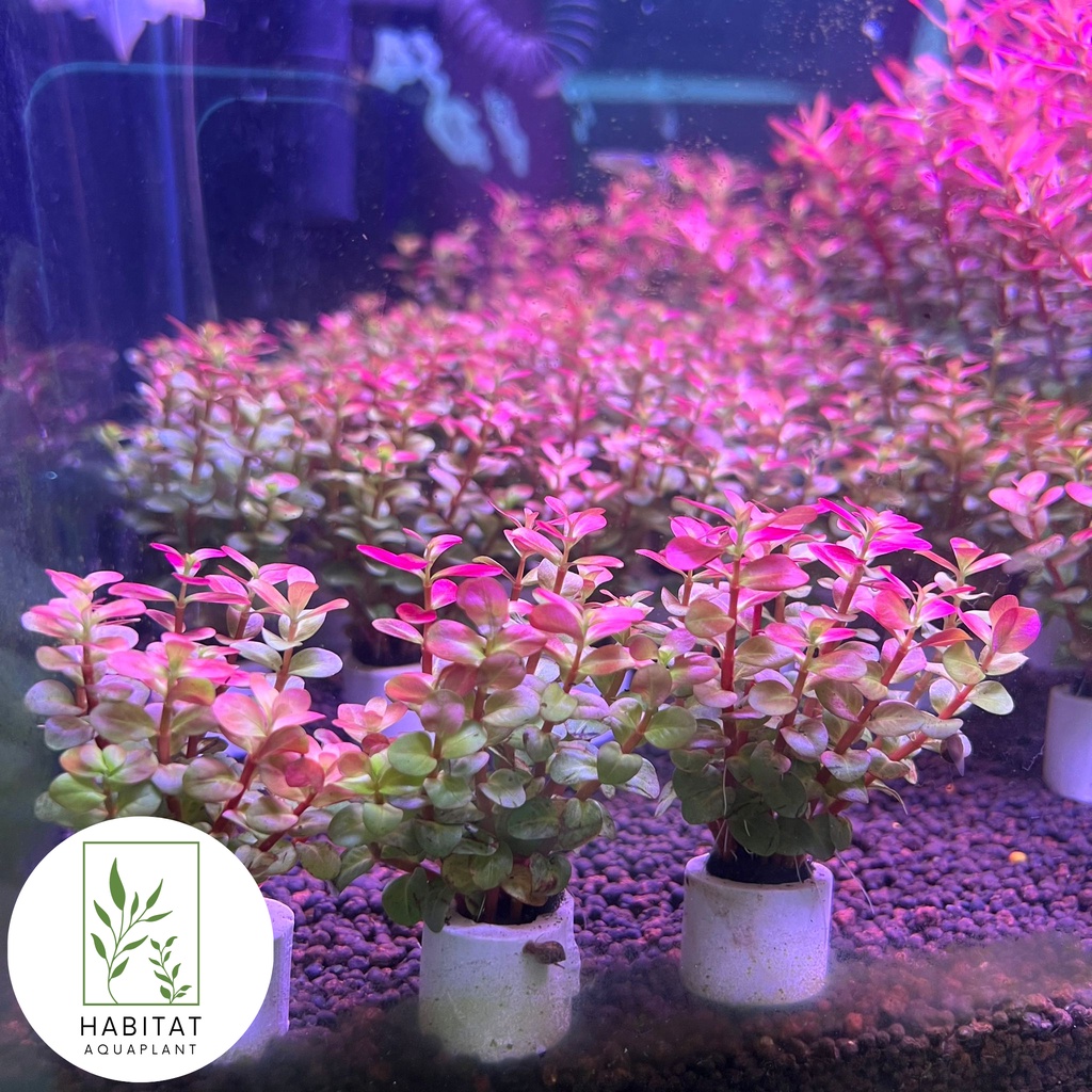 Rotala Super Red Fresh Live Aquarium Aquatic Plants | Shopee Singapore