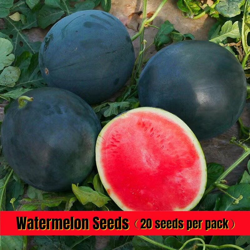 Good Quality Hybrid Black Skin Watermelon Seeds for Planting (20 Seeds ...