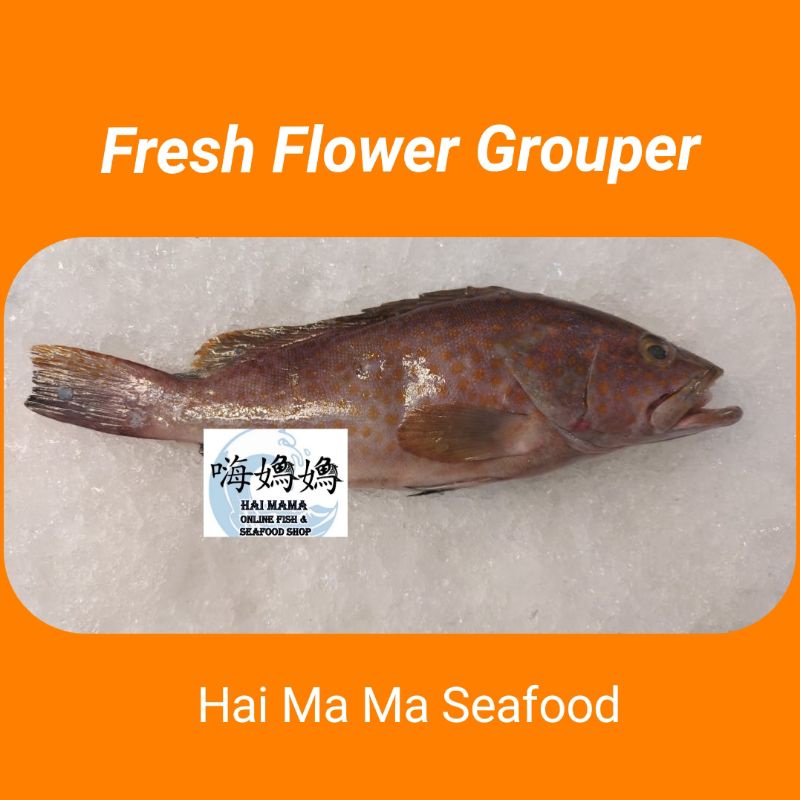 [HaiMaMa Seafood] Fresh Flower Grouper (400-500)g | Shopee Singapore