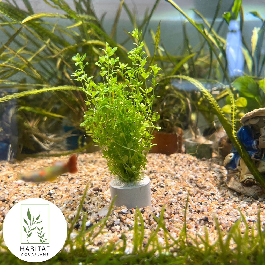 Pearlweed Hemianthus Micranthemoides MM Submersed Potted Fresh Live ...