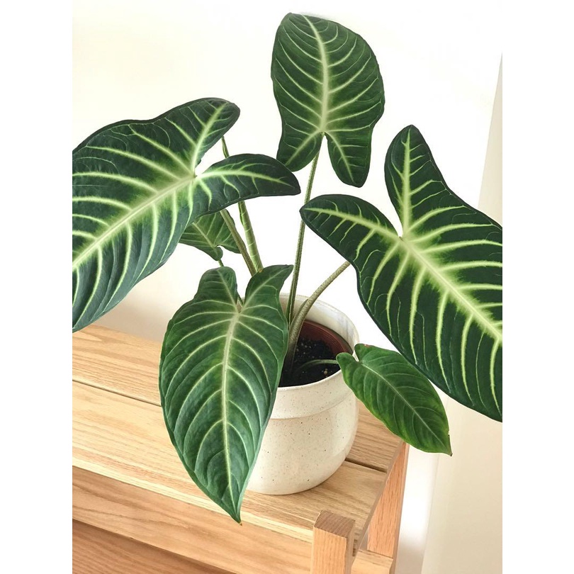 Caladium Lindenii Plant - Fresh Gardening Indoor Plant Outdoor Plants ...