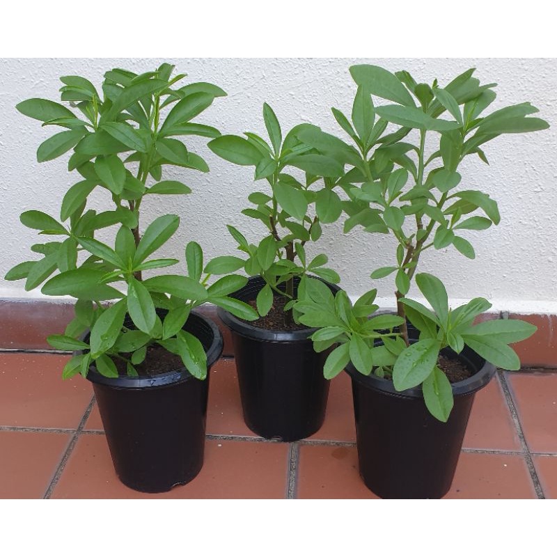 Java Ginseng (Talinum Paniculatum) | Shopee Singapore