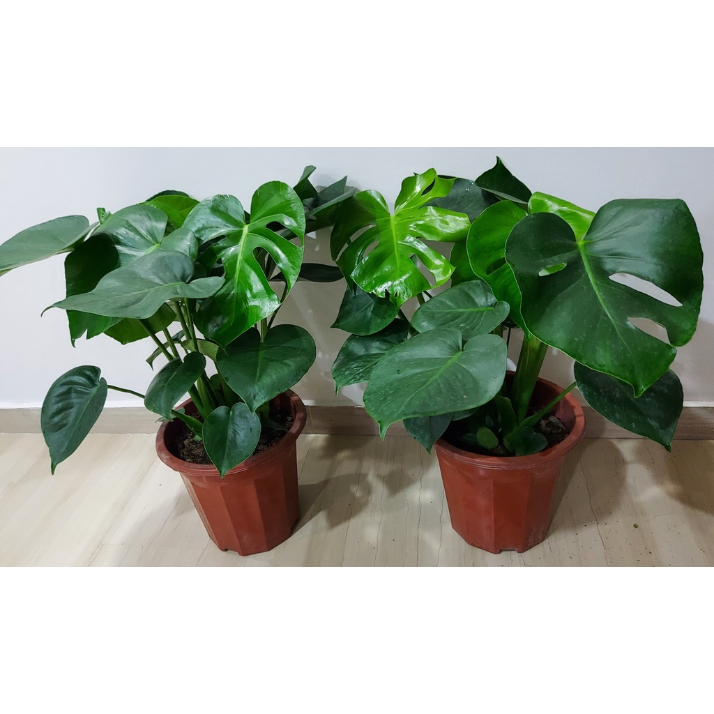 Monstera Deliciosa / Rhaphidophora Tetrasperma Baby Mini Monstera Home ...