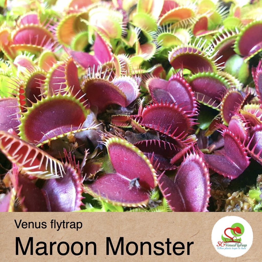 Venus Flytrap Monster