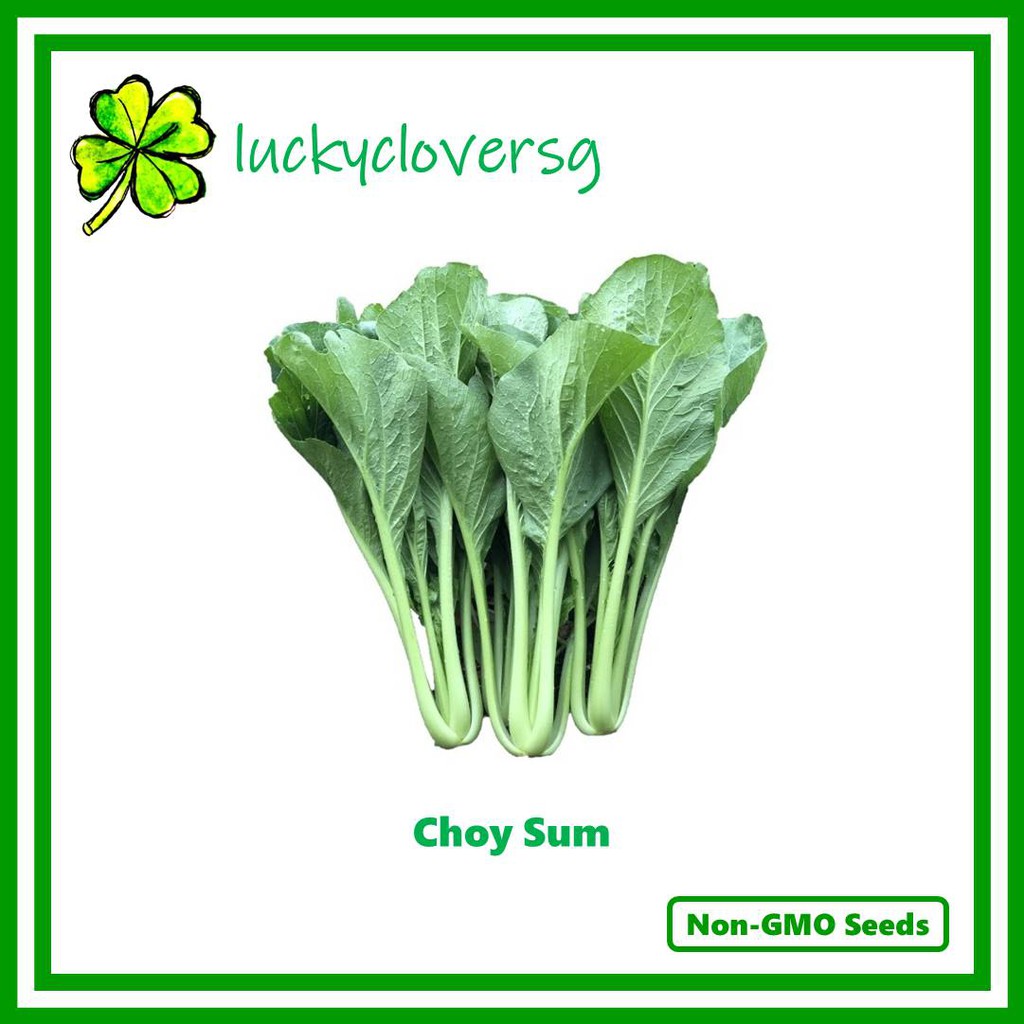 Choy Sum / Chinese Flowering Cabbage / Caixin / Cai Xin - *Seeds from ...