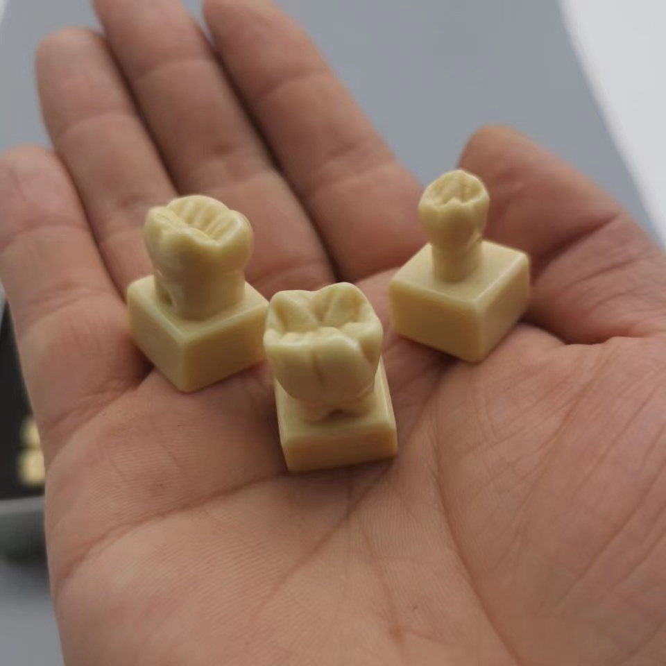 28tooth/box 1.2 Times Comparison Carving Teaching Permanent Tooth Model ...