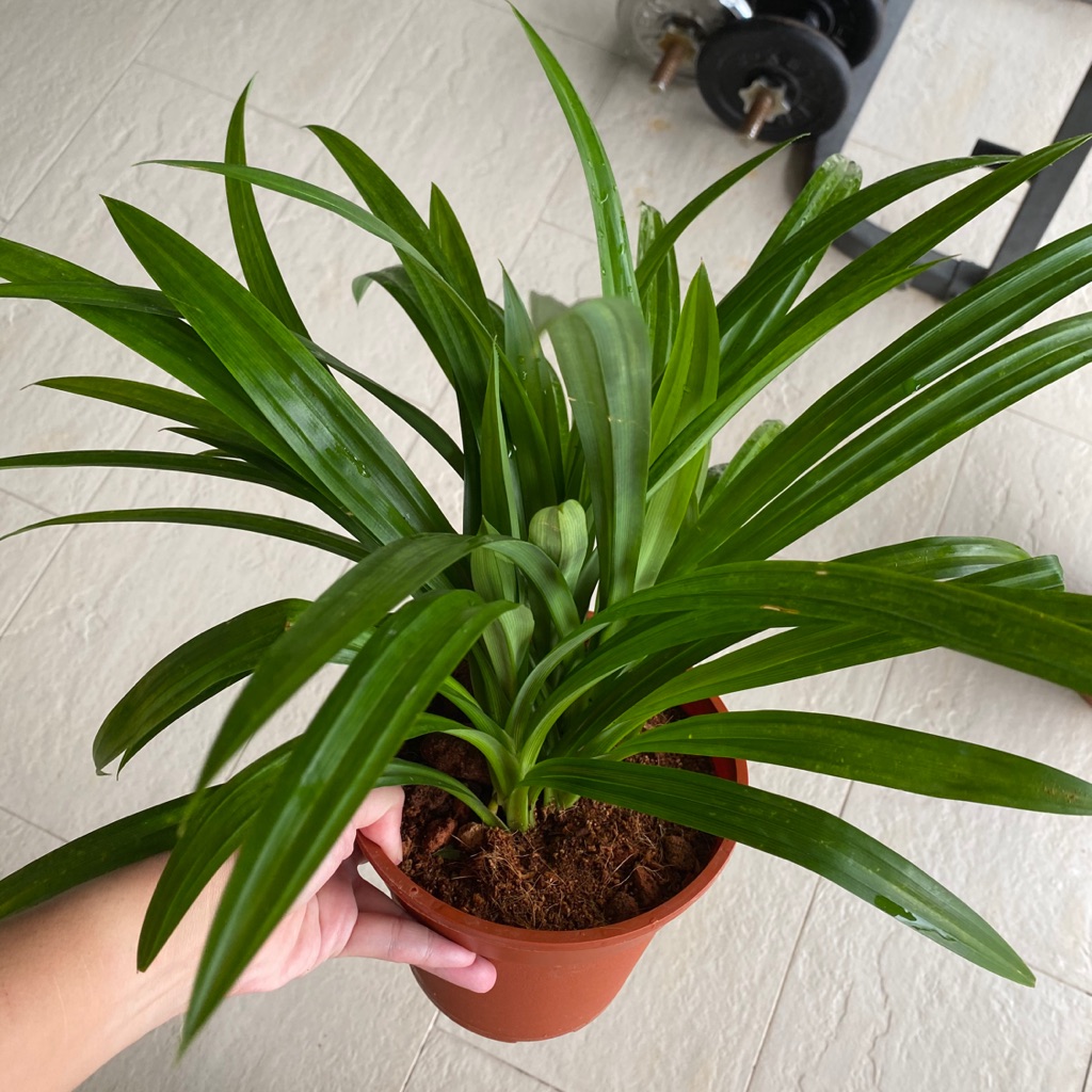 Organic Pandan in pot edible herbs | Shopee Singapore