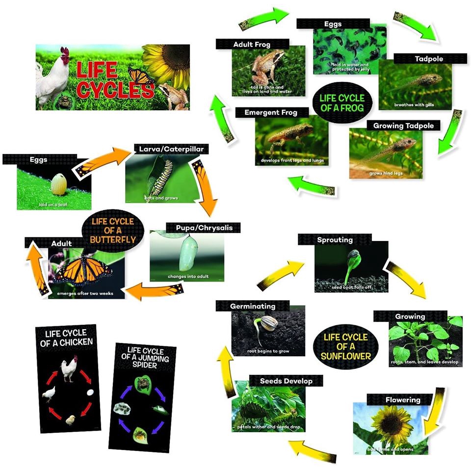 BNIP: Creative Teaching Press Life Cycles STEM Mini Bulletin Board Set ...