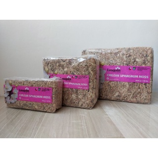 CHEAPEST WHOLESALE BULK PURCHASE Lonquen Chilean Sphagnum Moss 100% ...