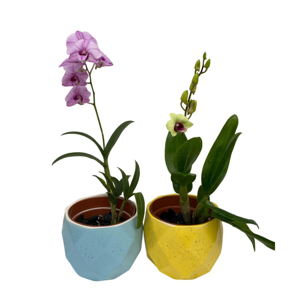 Miniature Dendrobium in ceramic pot (0.40m) | Shopee Singapore