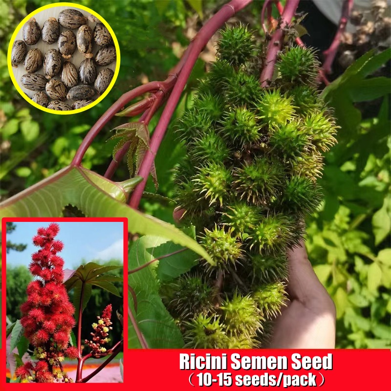 100% Original 10-15pcs/Bag Two Colors Ricini Semen Seeds for Planting ...