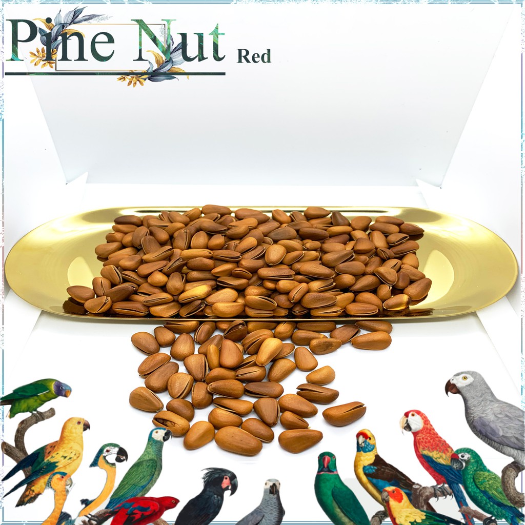 Big Red Pine Nut 250g | Shopee Singapore