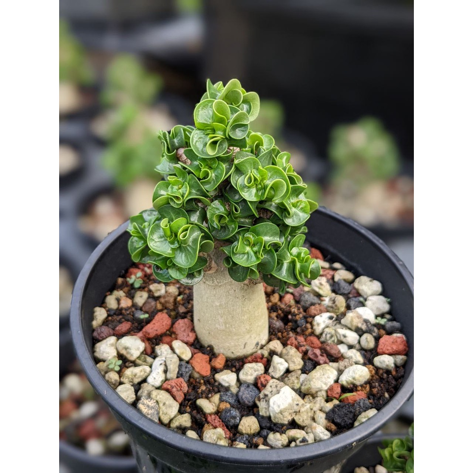 DHA Mini Adenium - Beautiful and Cute Curly Leaf Adenium Plant | Shopee ...