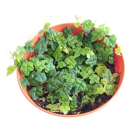 Ficus pumila var Quercifolia Ficus thunbergii Terrarium plant Miniature ...