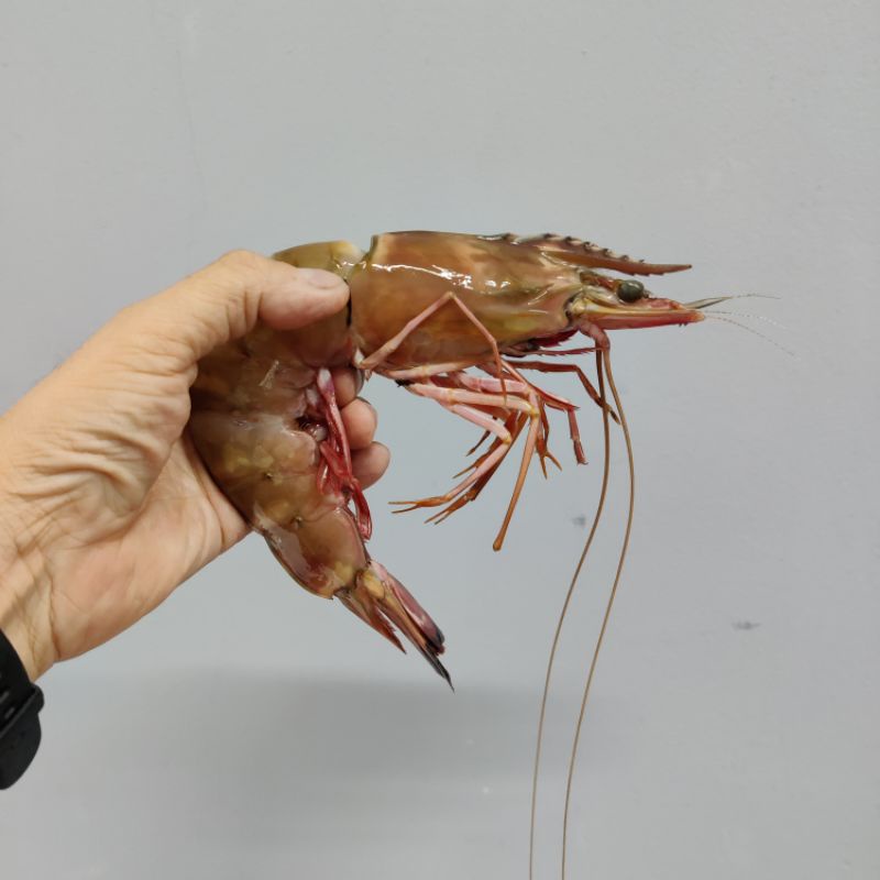 Fresh Wild Catch Jumbo Tiger Prawn 1kg 3-5 Prawns | Shopee Singapore