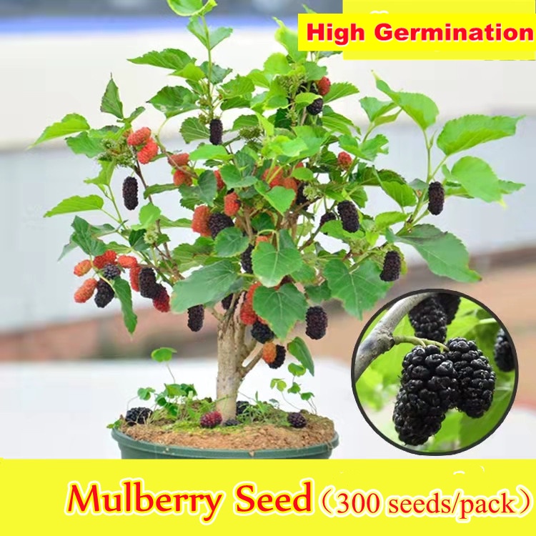 100% Original Rare Mulberry Seeds Tree Seeds for Planting (300 Seeds ...